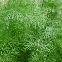 Aneth - Ma Graineterie